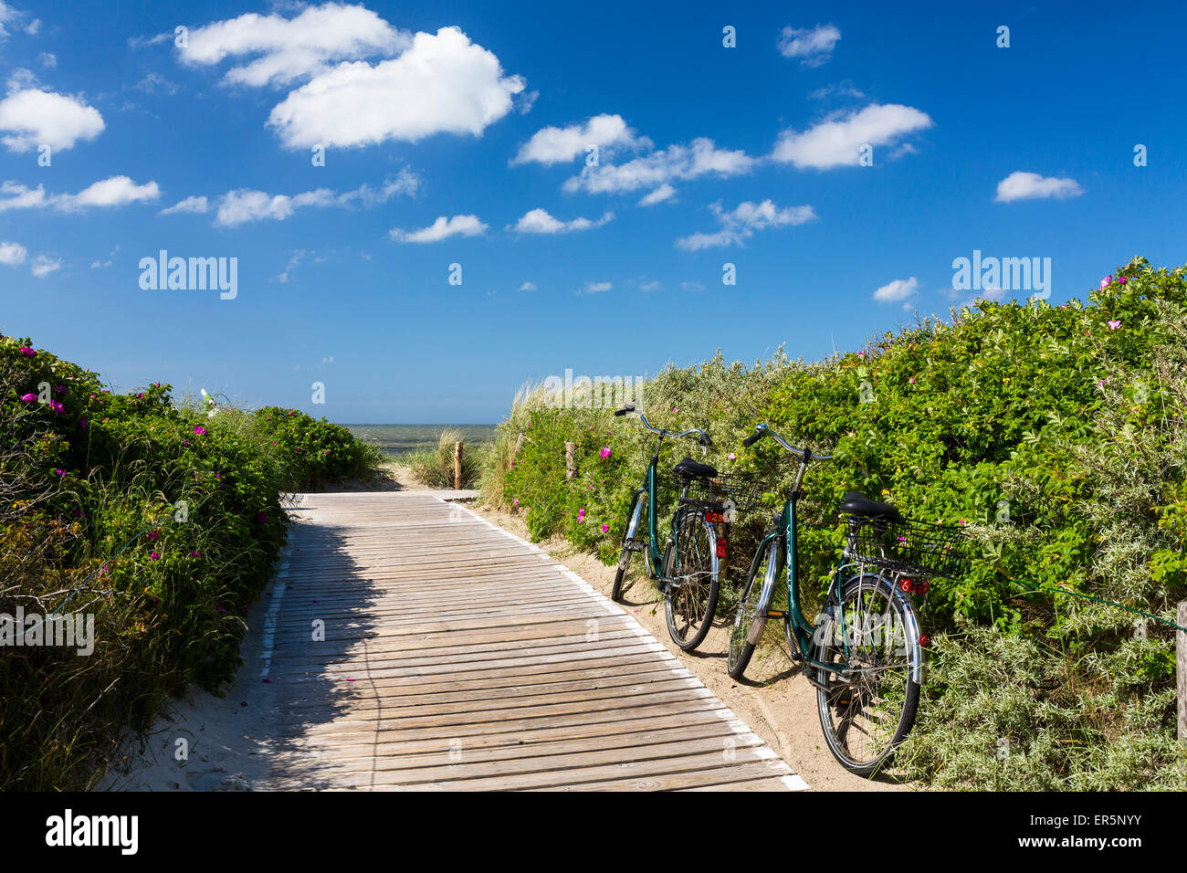 Boardwalk in the dunes to the beach, Langeoog Island, North Sea, East ...
