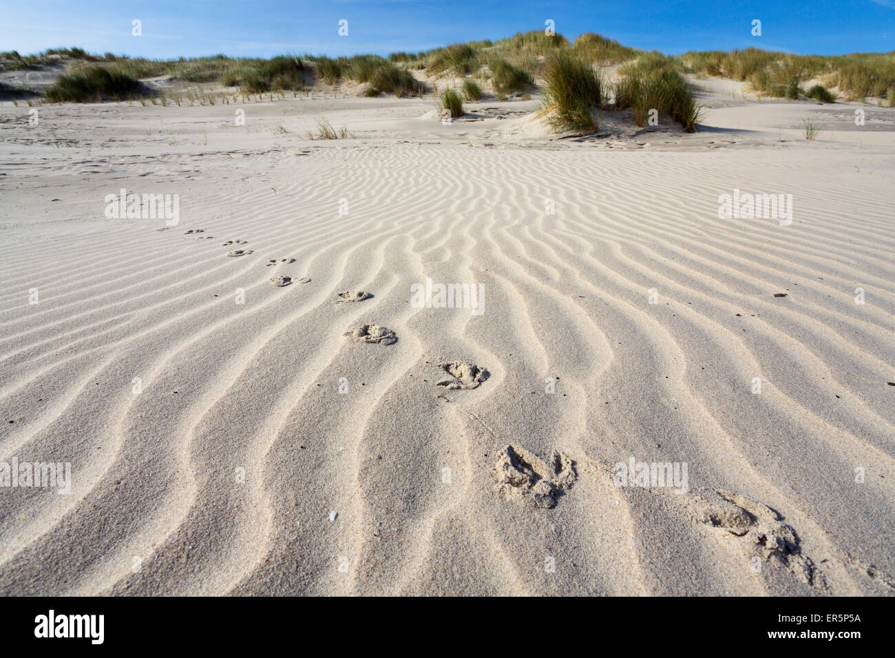 North sea sand dunes hi-res stock photography and images - Alamy