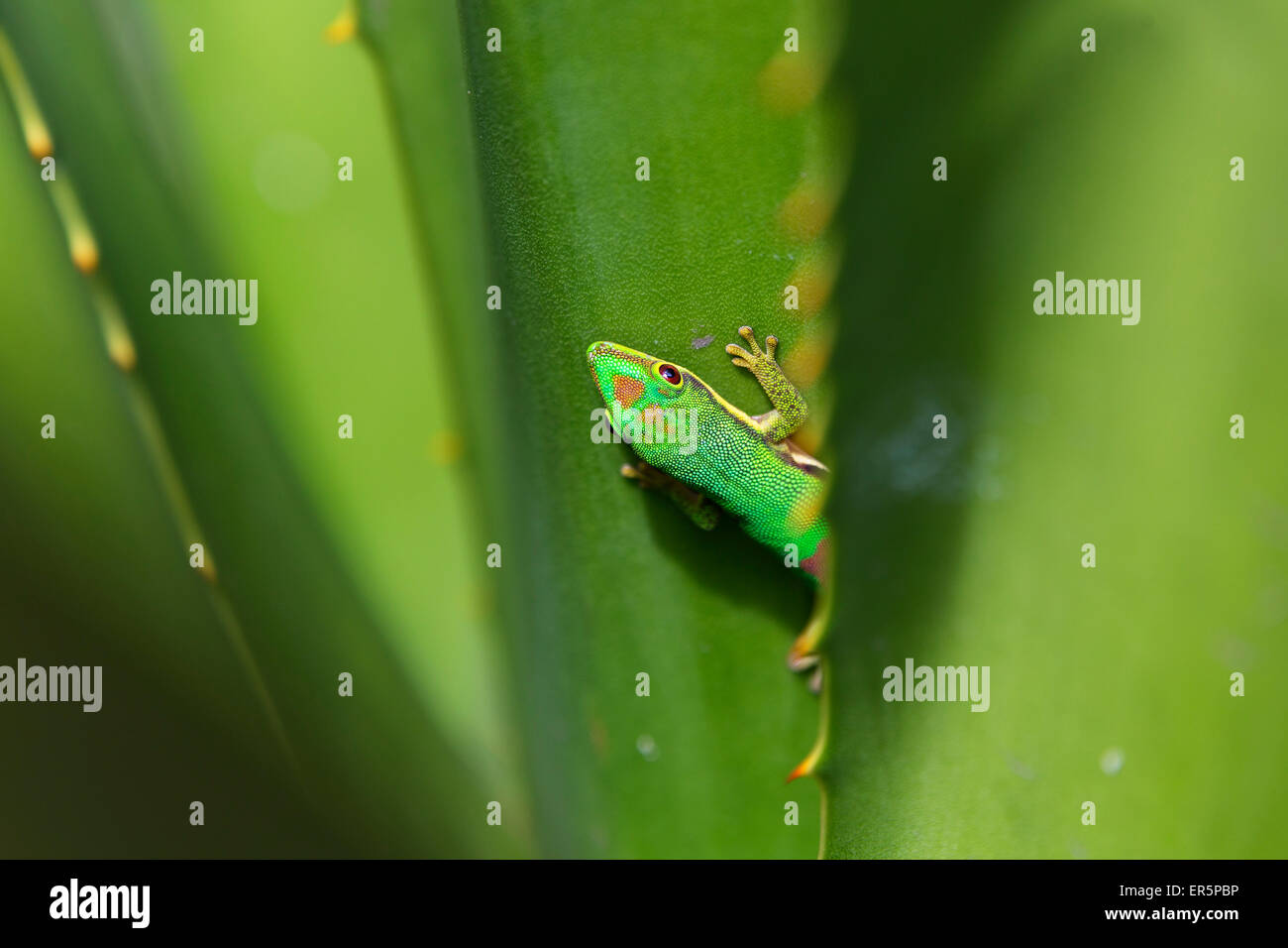Lined Day Gecko, Phelsuma lineata bifasciata, Canal de Pangalanes, East ...