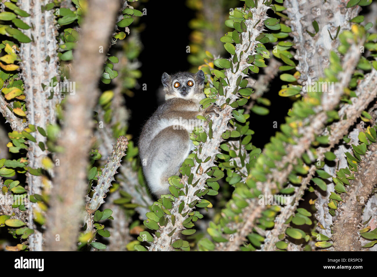 White-footed Sportive Lemur in Alluaudia procera tree, Lepilemur ...