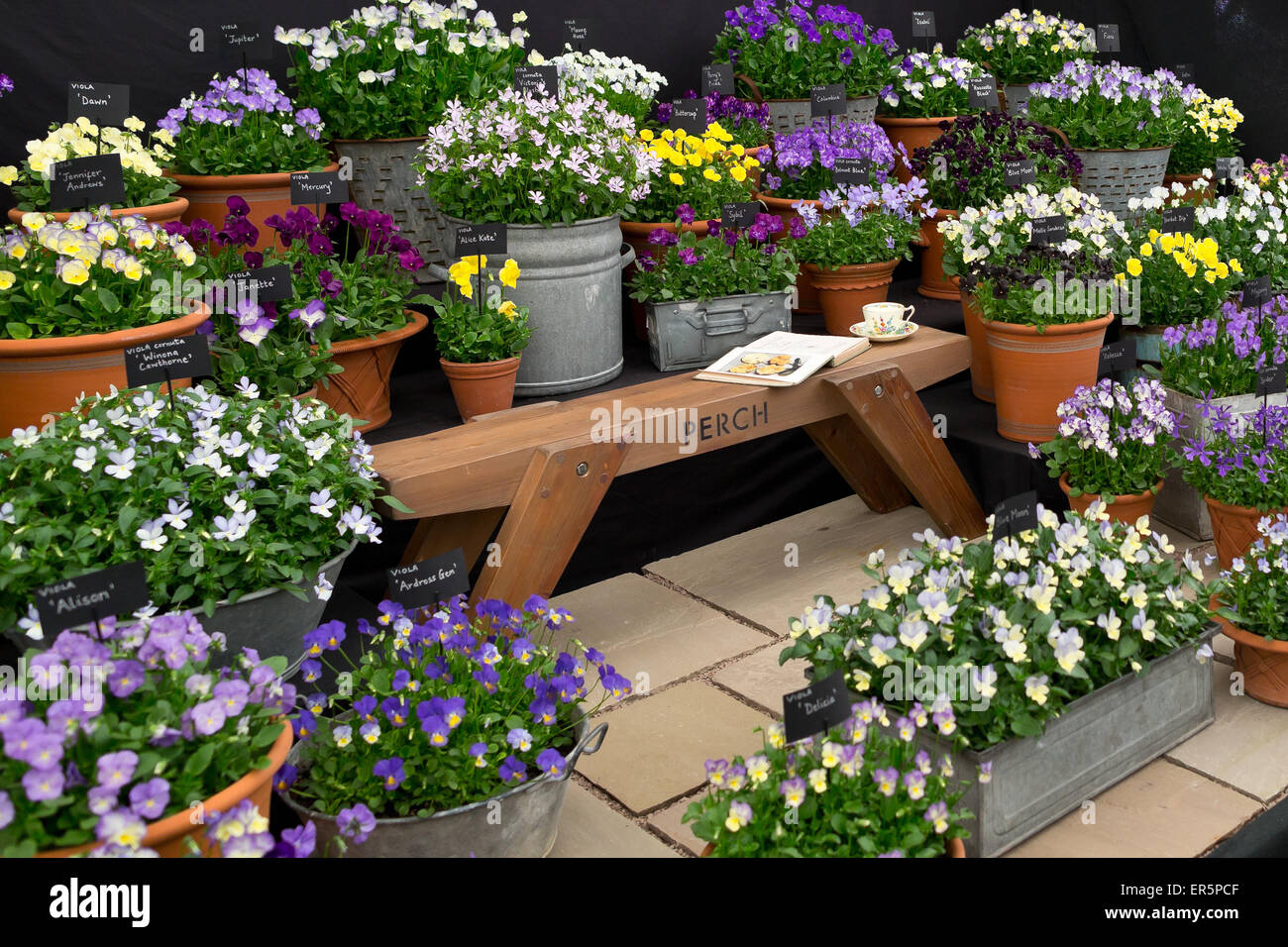 Viola display at the Great Pavillon at the RHS Chelsea Flower Show 2015 ...