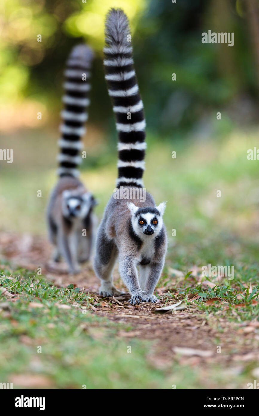Ringtailed Lemurs walking, Lemur catta, Nahampoana Reserve, South ...