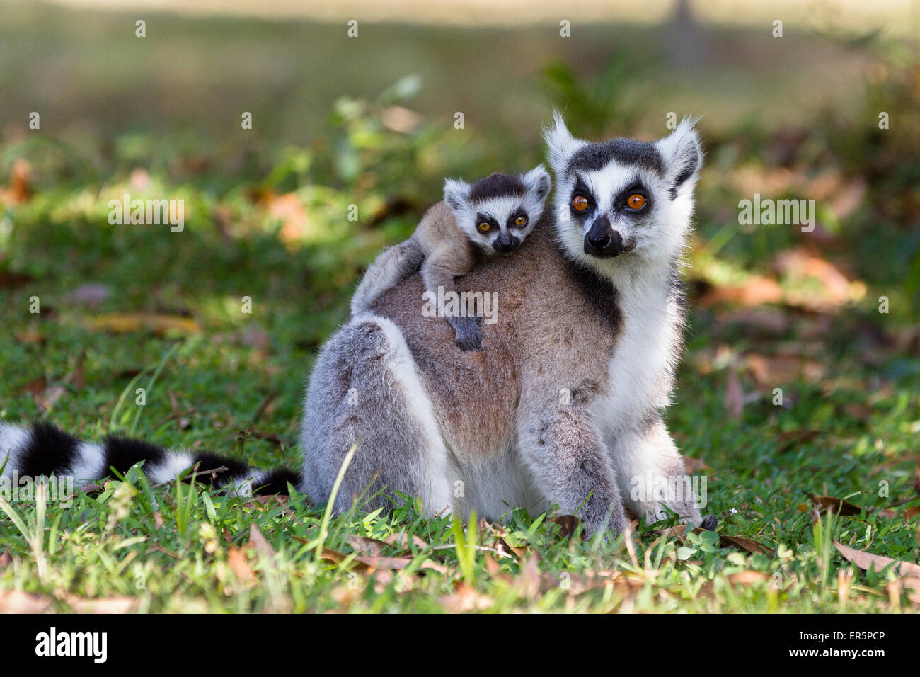 Ringtailed Lemur with baby, Lemur catta, Nahampoana Reserve, South ...
