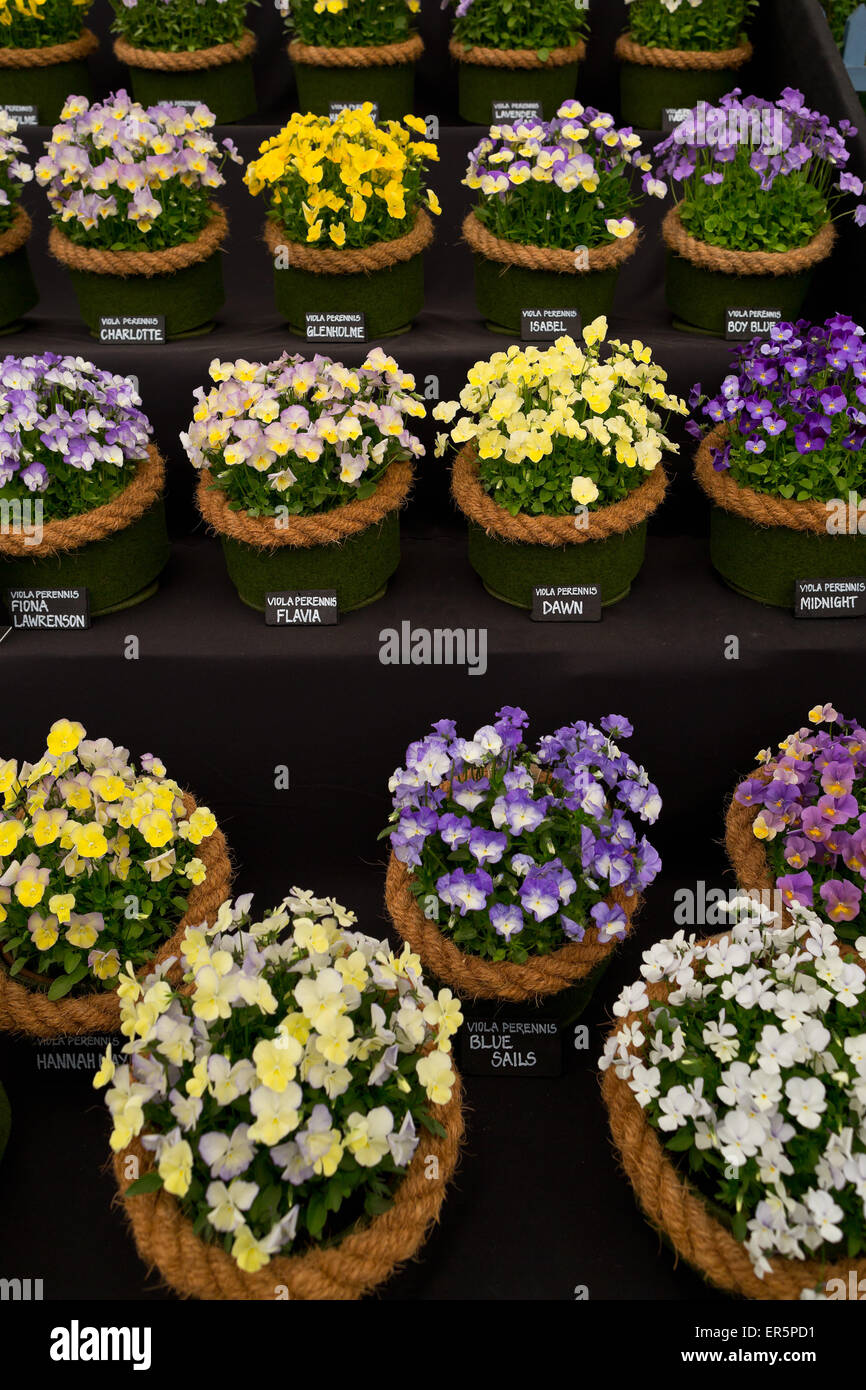 Viola display at the Great Pavillon at the RHS Chelsea Flower Show 2015 ...