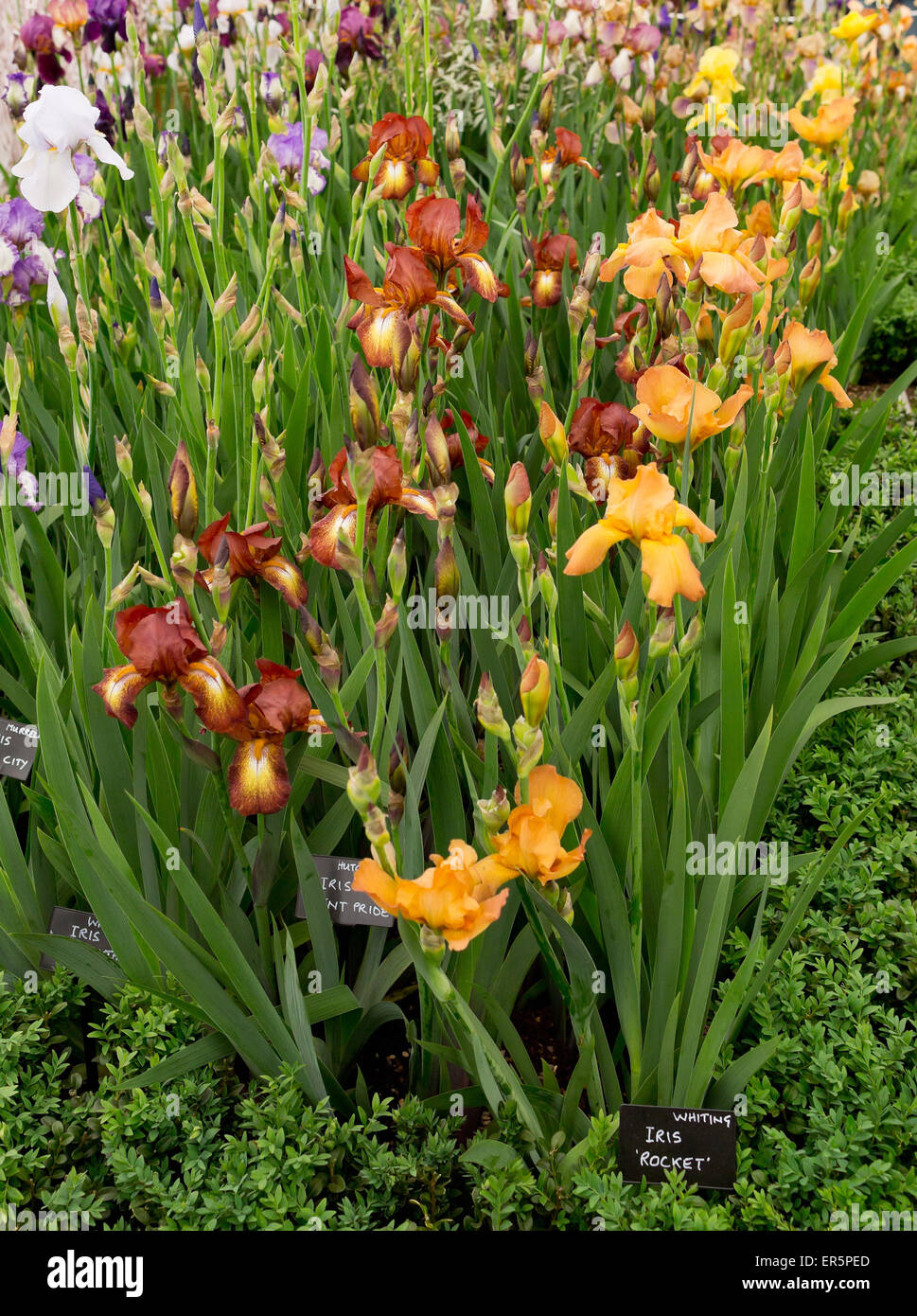 Iris display at the Great Pavillon at the RHS Chelsea Flower Show 2015 ...