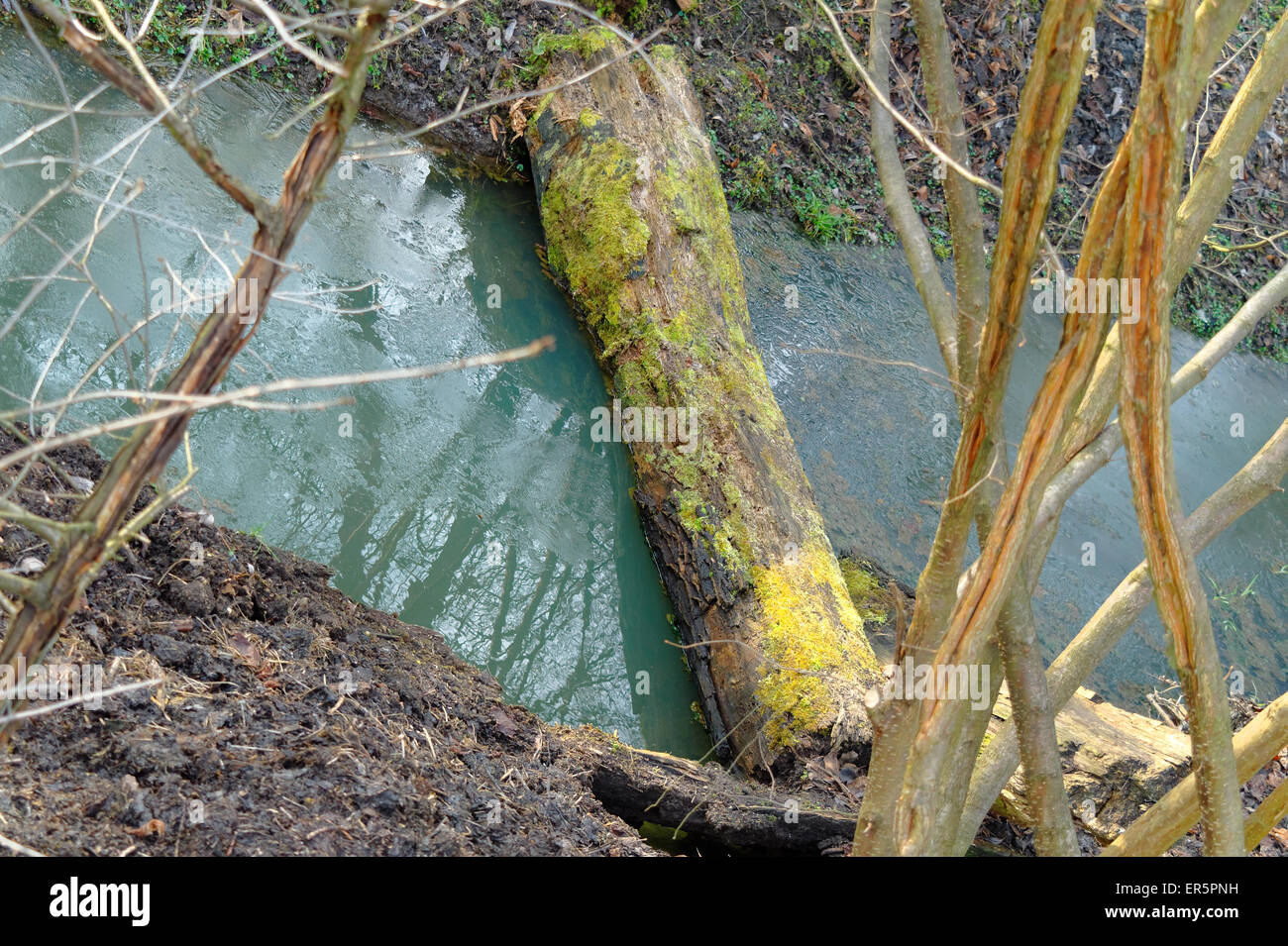 Brook moss hi-res stock photography and images - Alamy