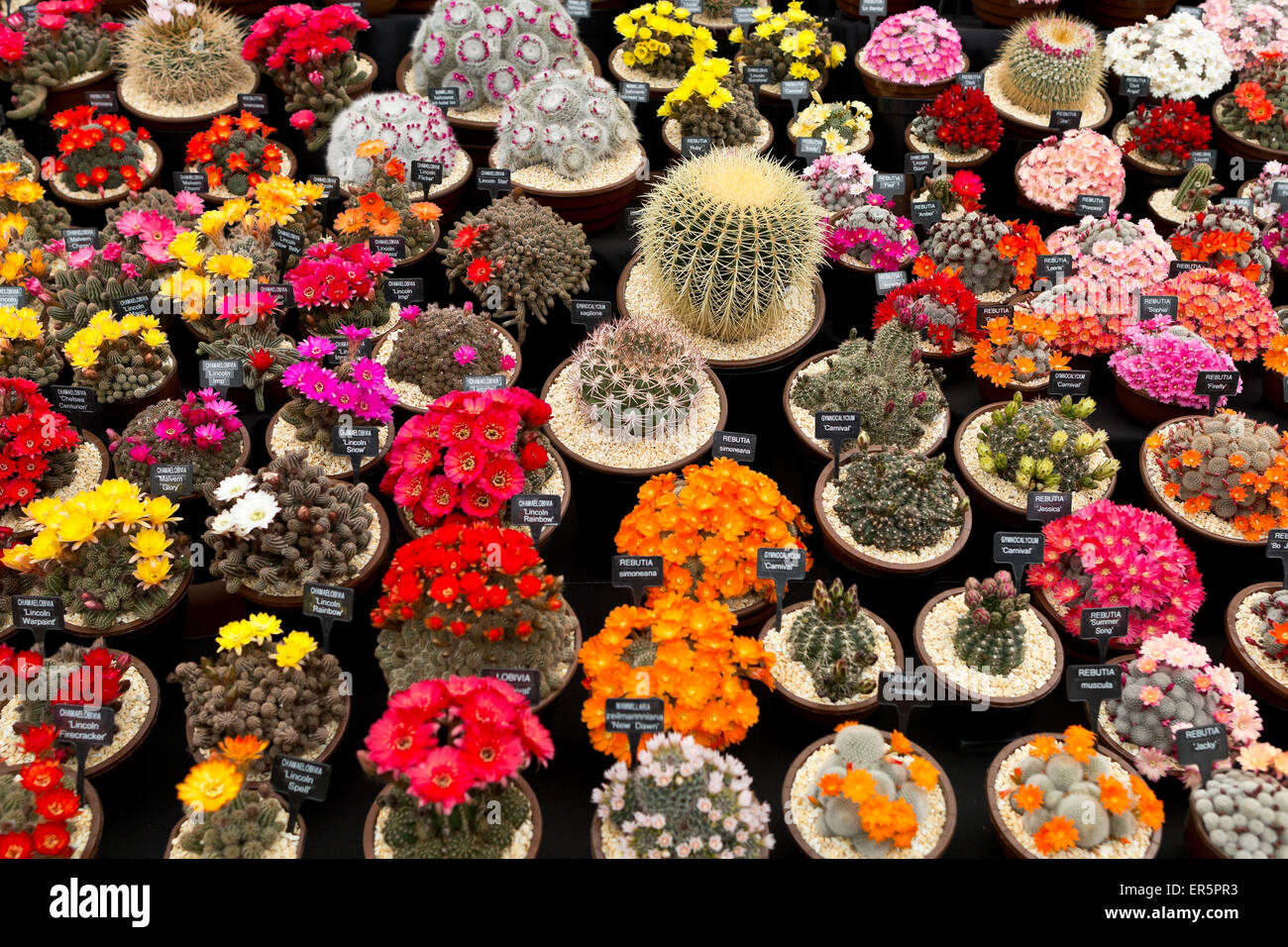 Flowering cacti display at the Great Pavillon at the RHS Chelsea Flower ...