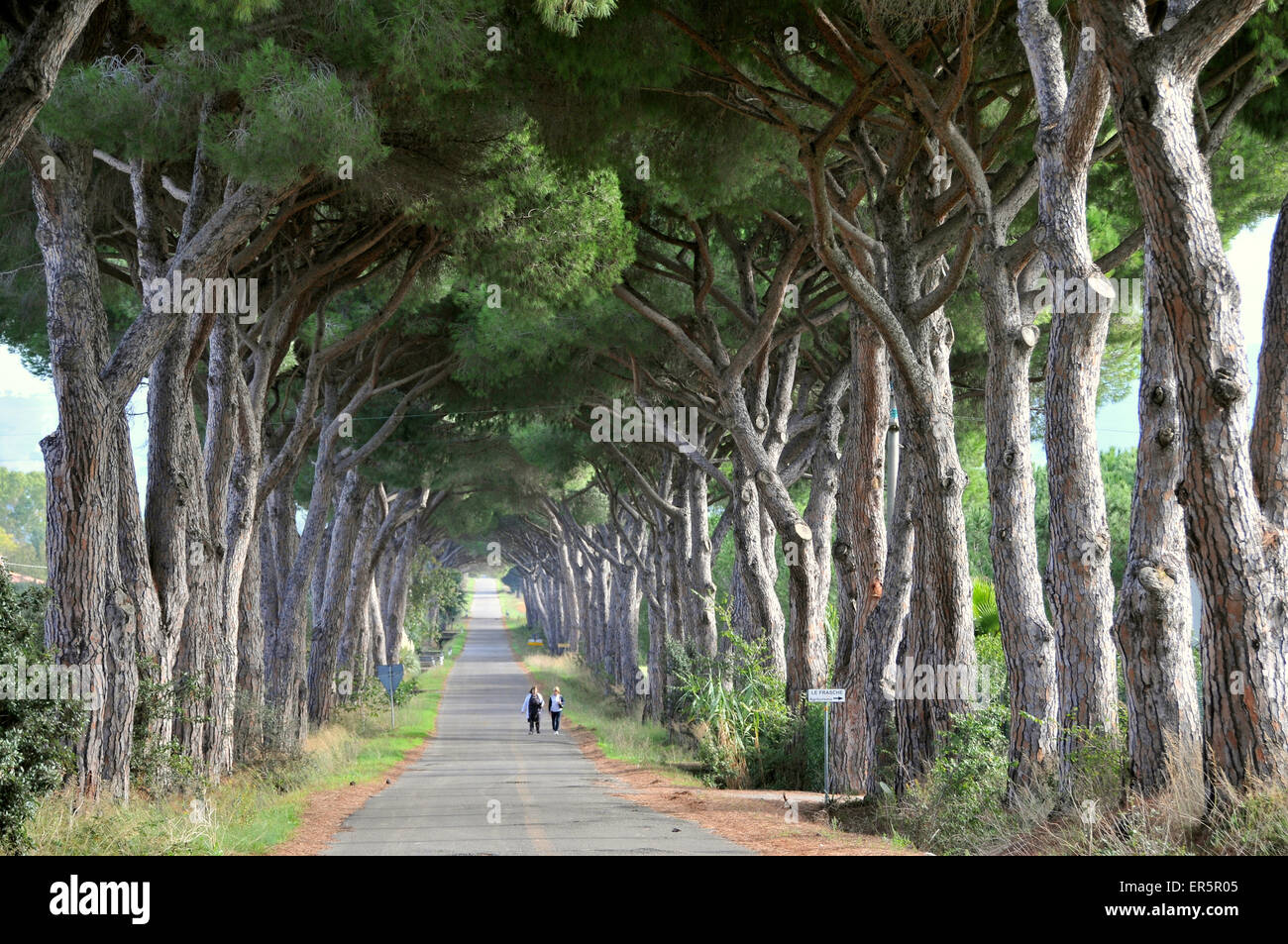 Tree lined road at Monti dell Uccellina, Grosseto, South Tuscany ...