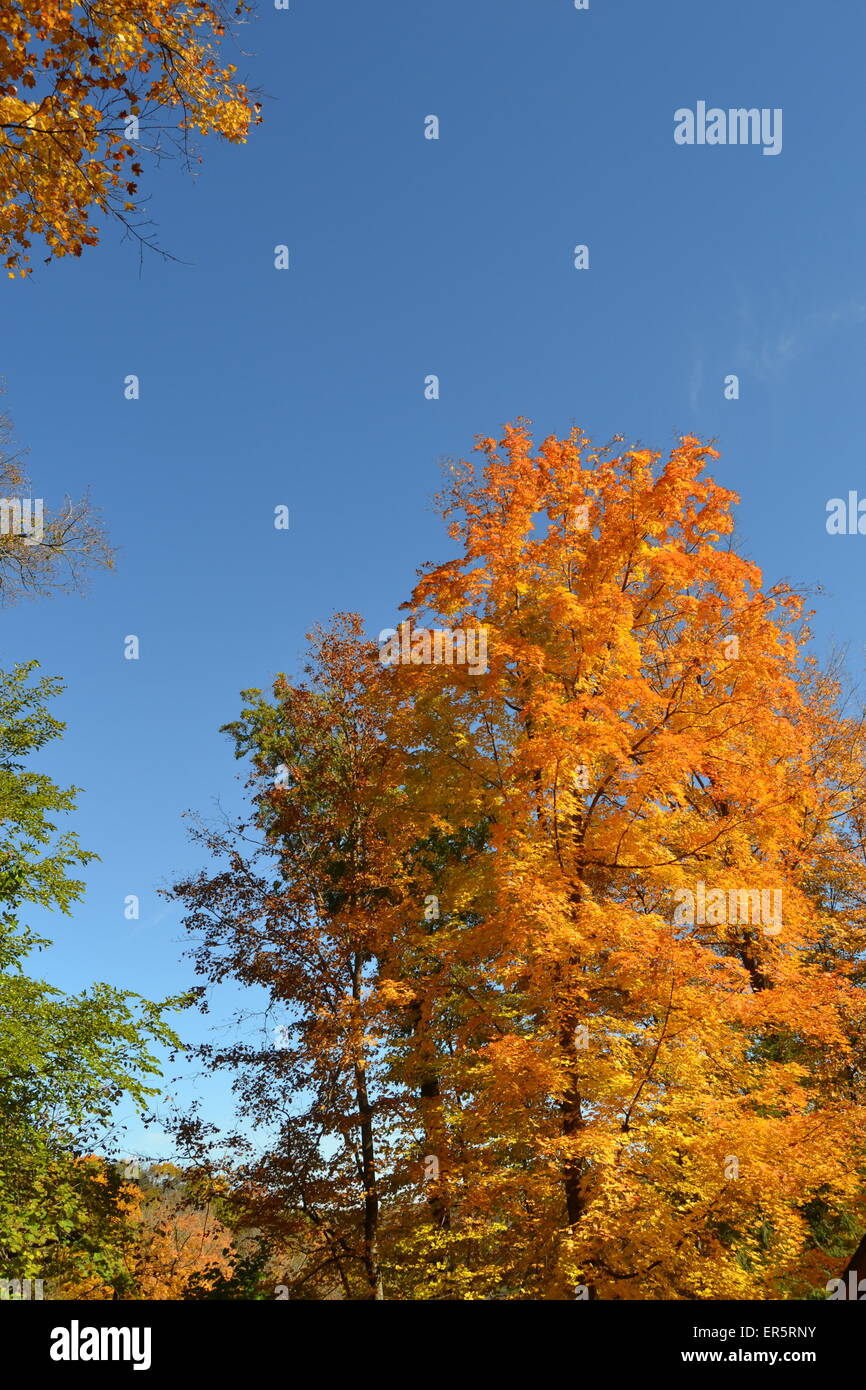 The contrast of a fiery maple tree against a clear blue sky Stock Photo ...