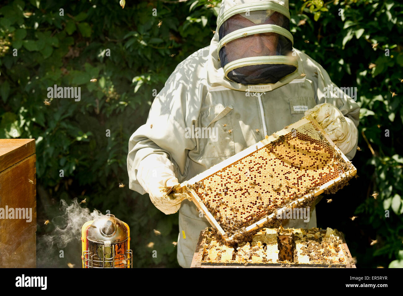 Beekeeper with honeycombs, Freiburg im Breisgau, Black Forest, Baden ...
