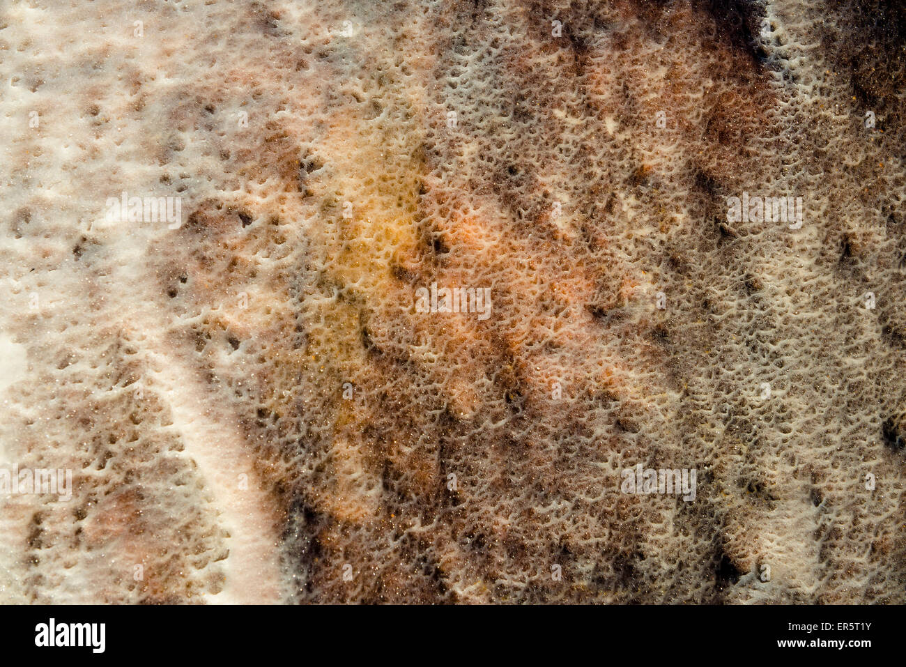Encrusted stones hi-res stock photography and images - Alamy