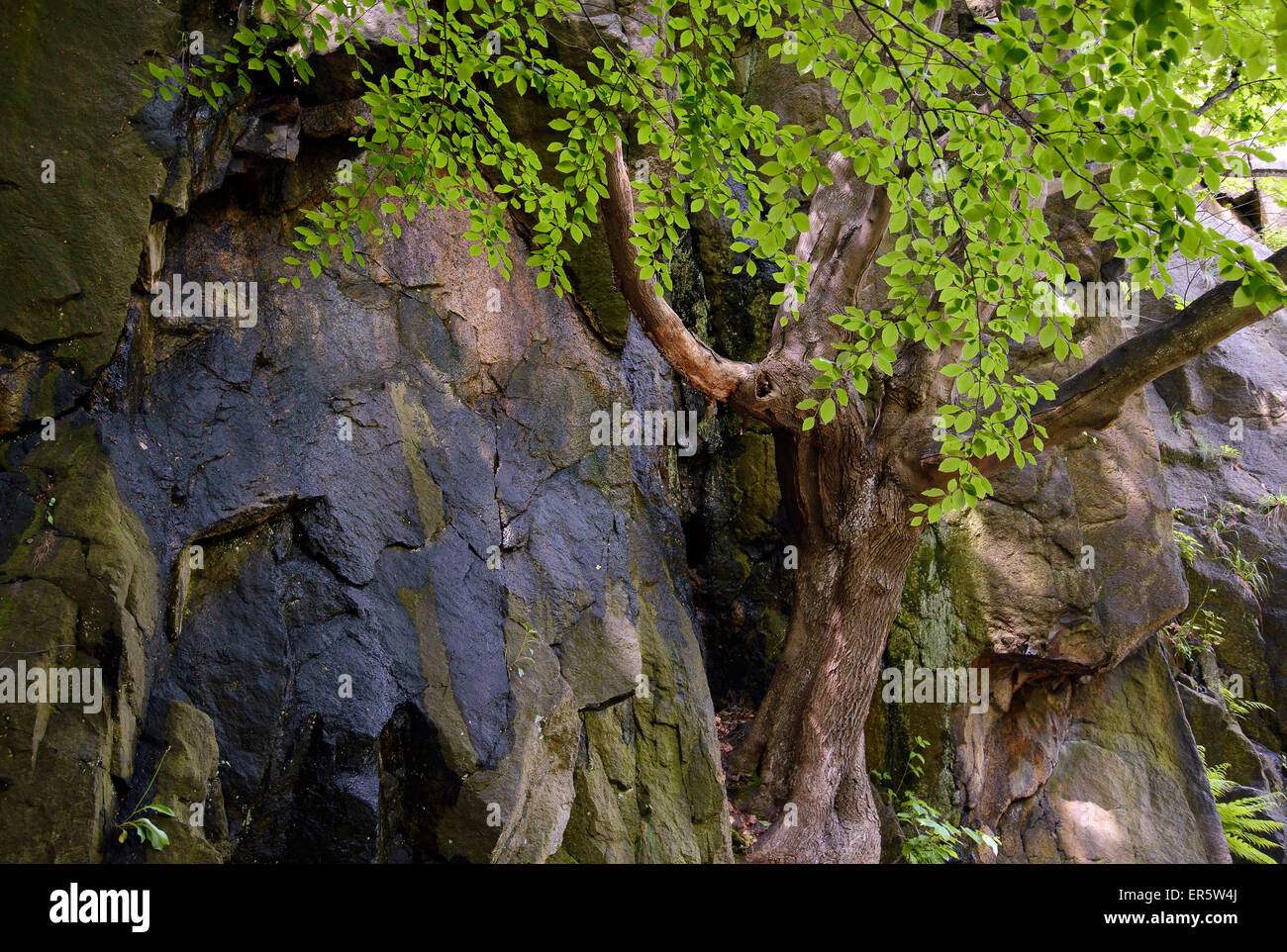 Bode gorge near Thale, Harz, Saxony-Anhalt, Germany, Europe Stock Photo ...