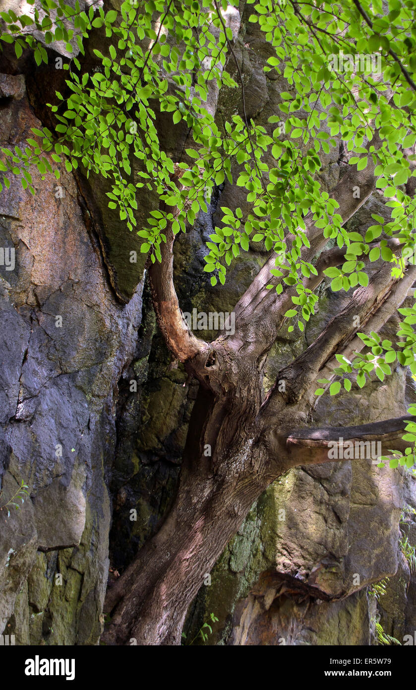 Bode valley near Thale, Harz, Saxony-Anhalt, Germany, Europe Stock ...