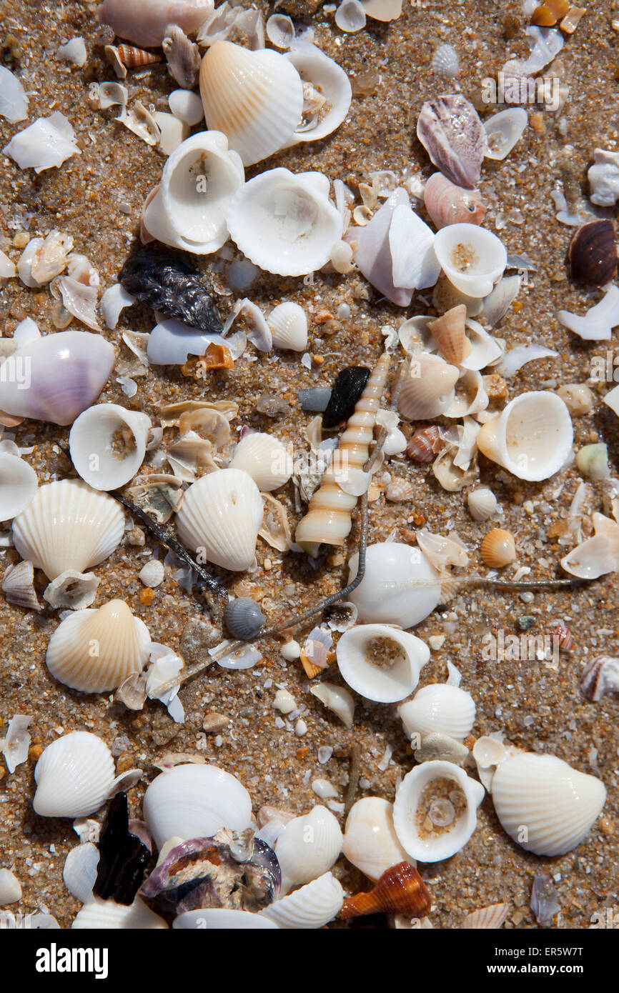 Shells on the beach, Bang Saphan, Prachuap Khiri Khan Province ...