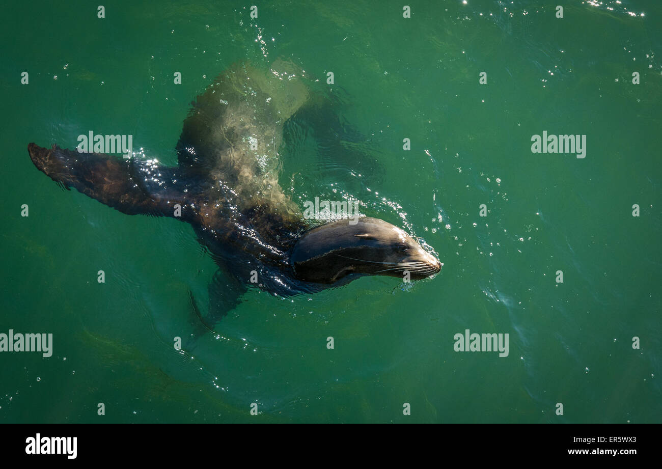 Sea lion swimming in the ocean off of the Santa Monica Pier, Santa ...