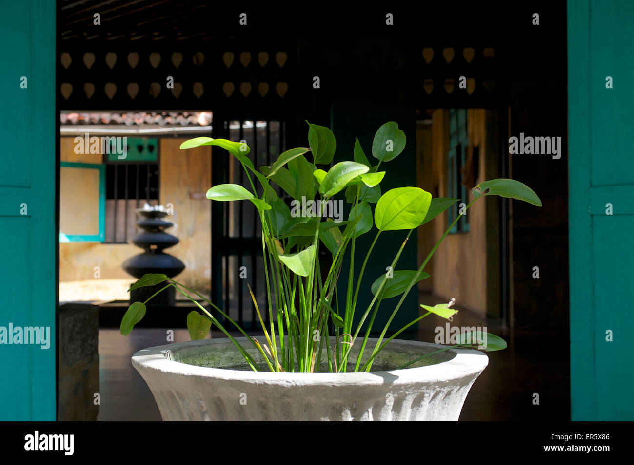 See through pot hi-res stock photography and images - Alamy
