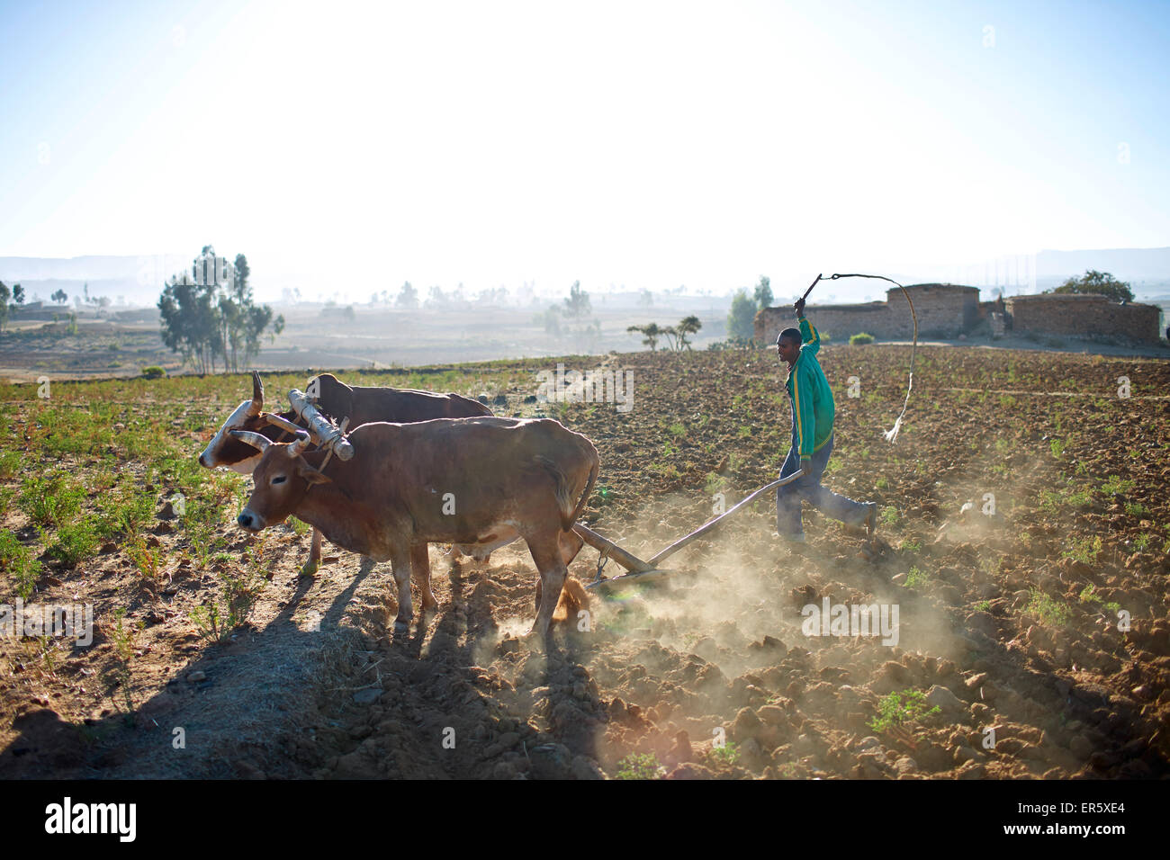 Ethiopia tigray agriculture hi-res stock photography and images - Alamy