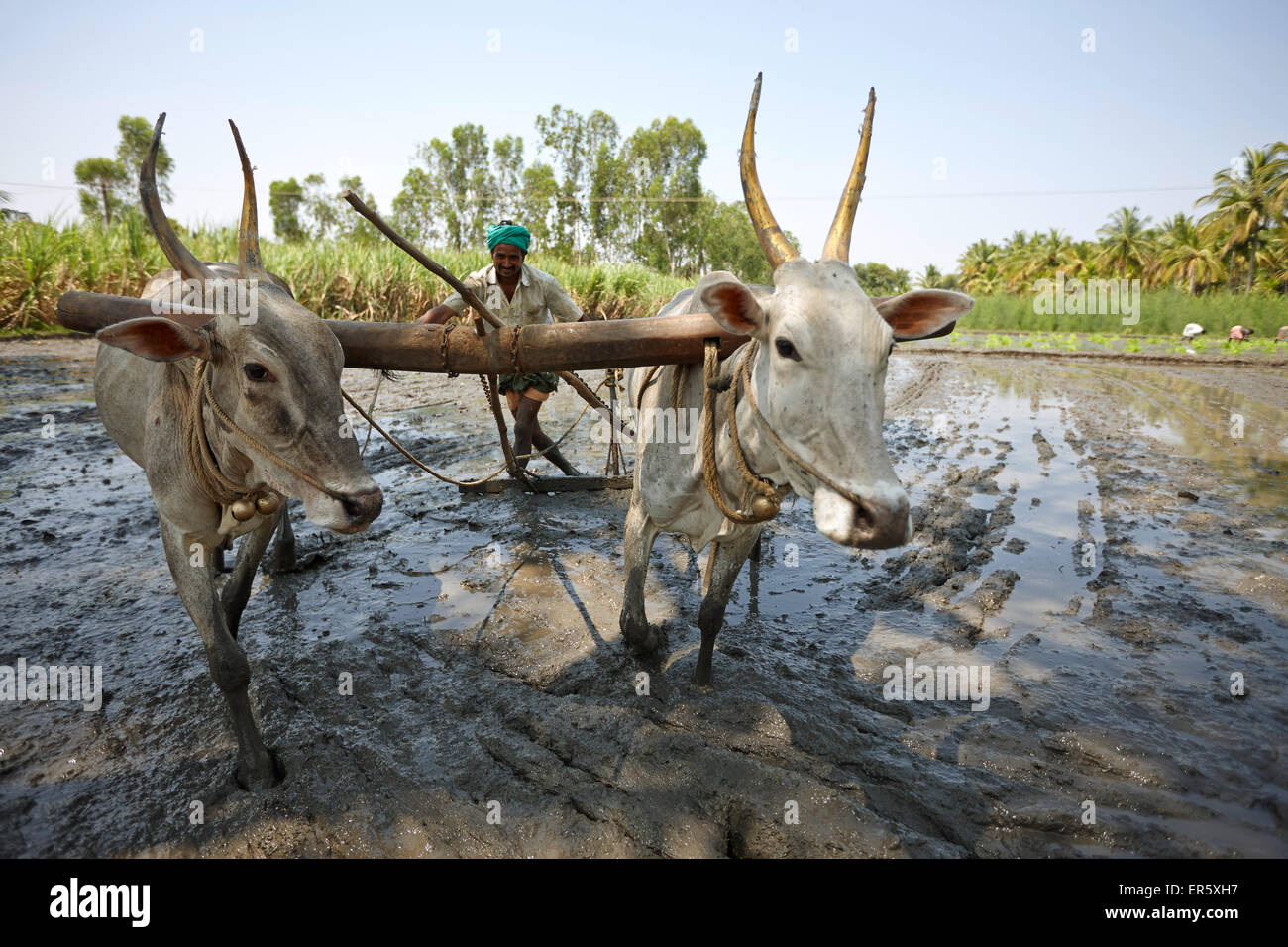 Ox plow on flooded rice field, Somanathapura, Karnataka, India Stock ...
