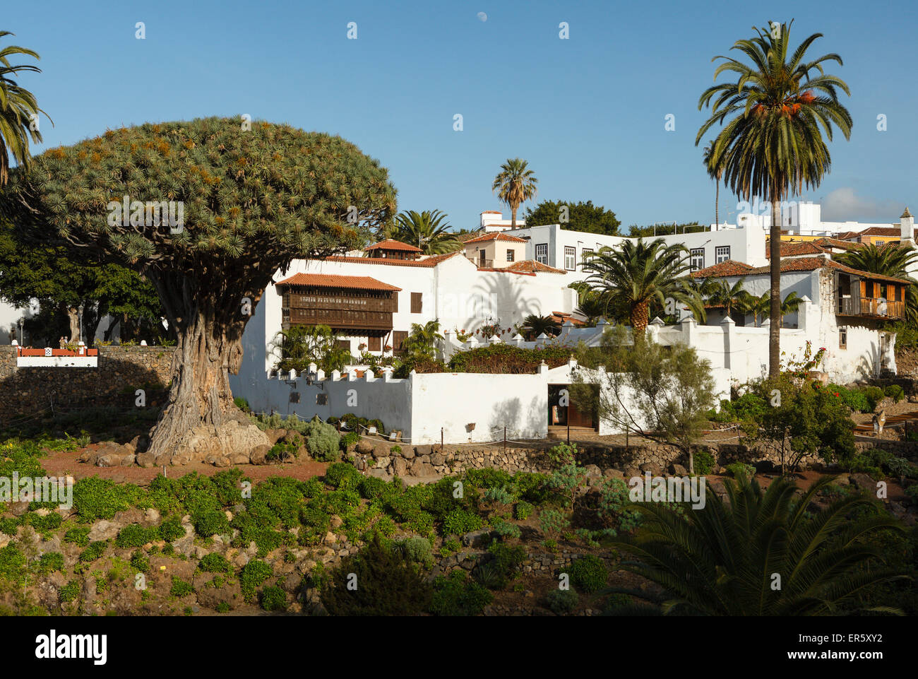 Drago Milenario, Thousand-Year-Old Dragon tree, ancient dragon tree ...