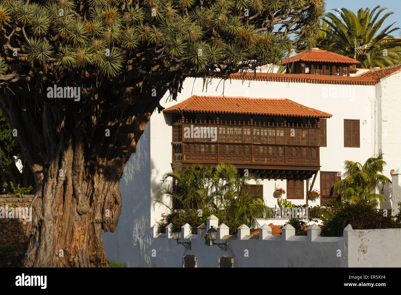 Drago Milenario, Thousand-Year-Old Dragon tree, ancient dragon tree ...