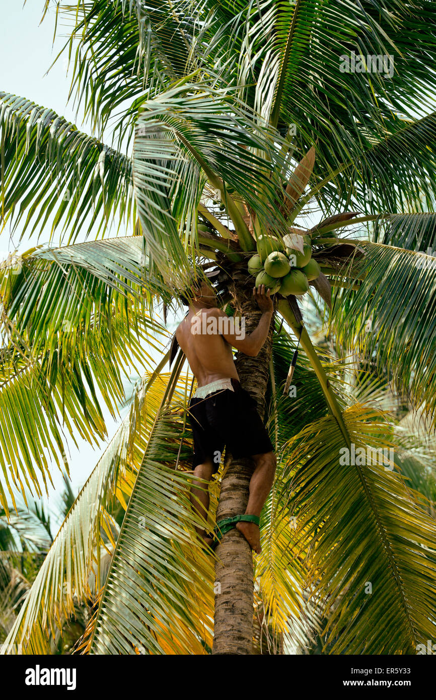professional climber on coconut treegathering coconuts with rope Stock ...