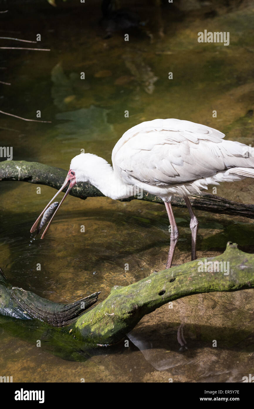 African spoonbill (platalea alba) eating a fish Stock Photo - Alamy