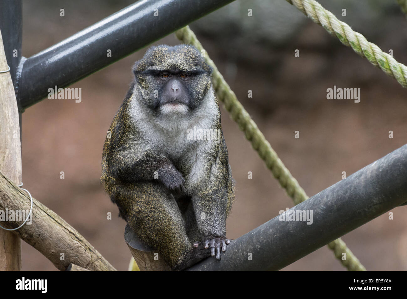 Allen's swamp monkey sitting unhappily at the San Diego Zoo, San Diego ...