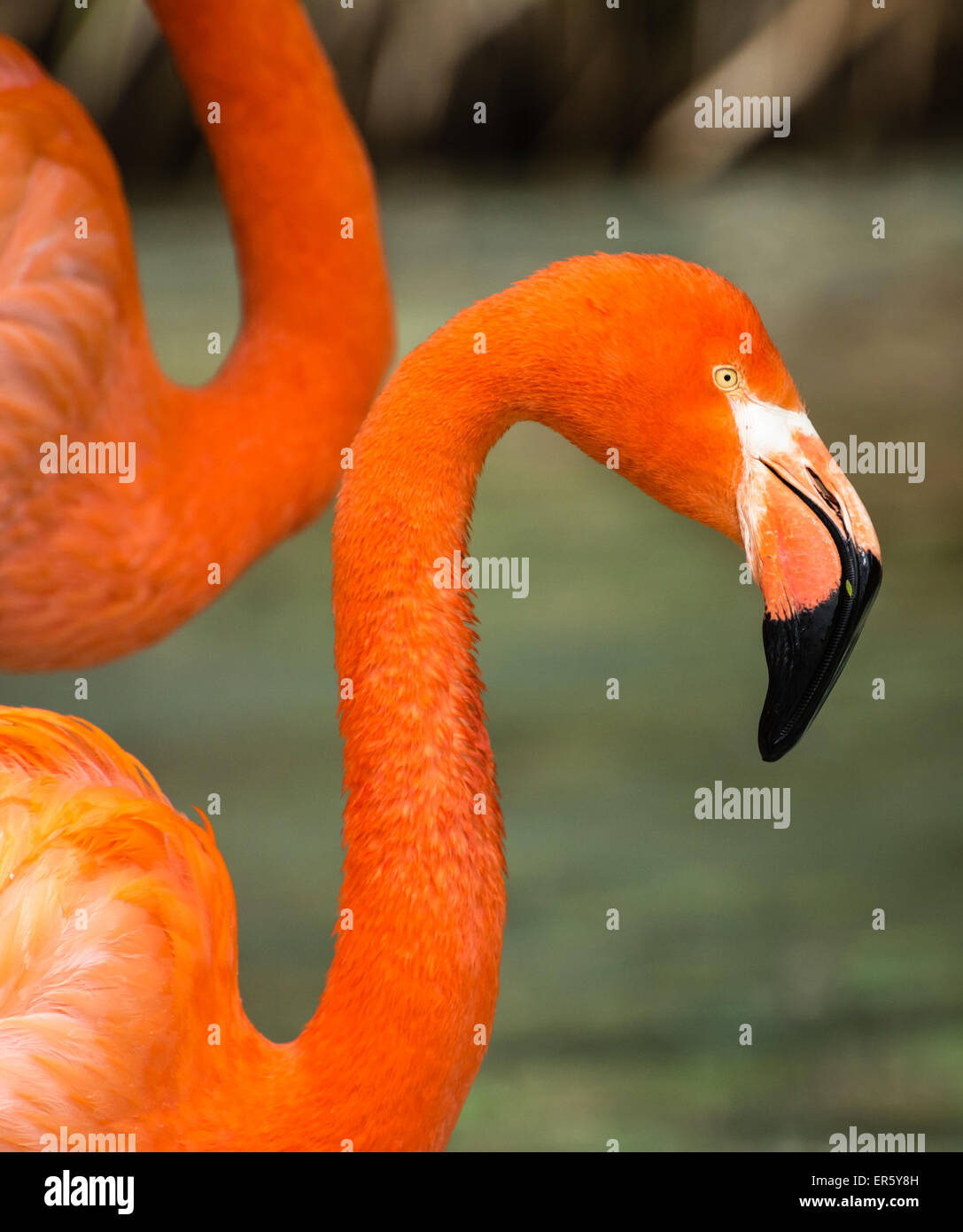 American flamingo images hi-res stock photography and images - Alamy