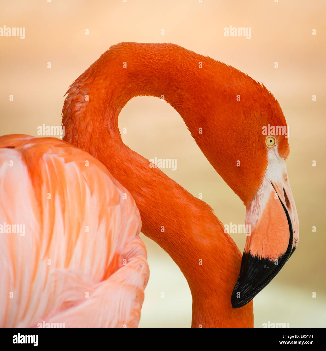 Caribbean flamingo at the San Diego Zoo, San Diego, California Stock ...