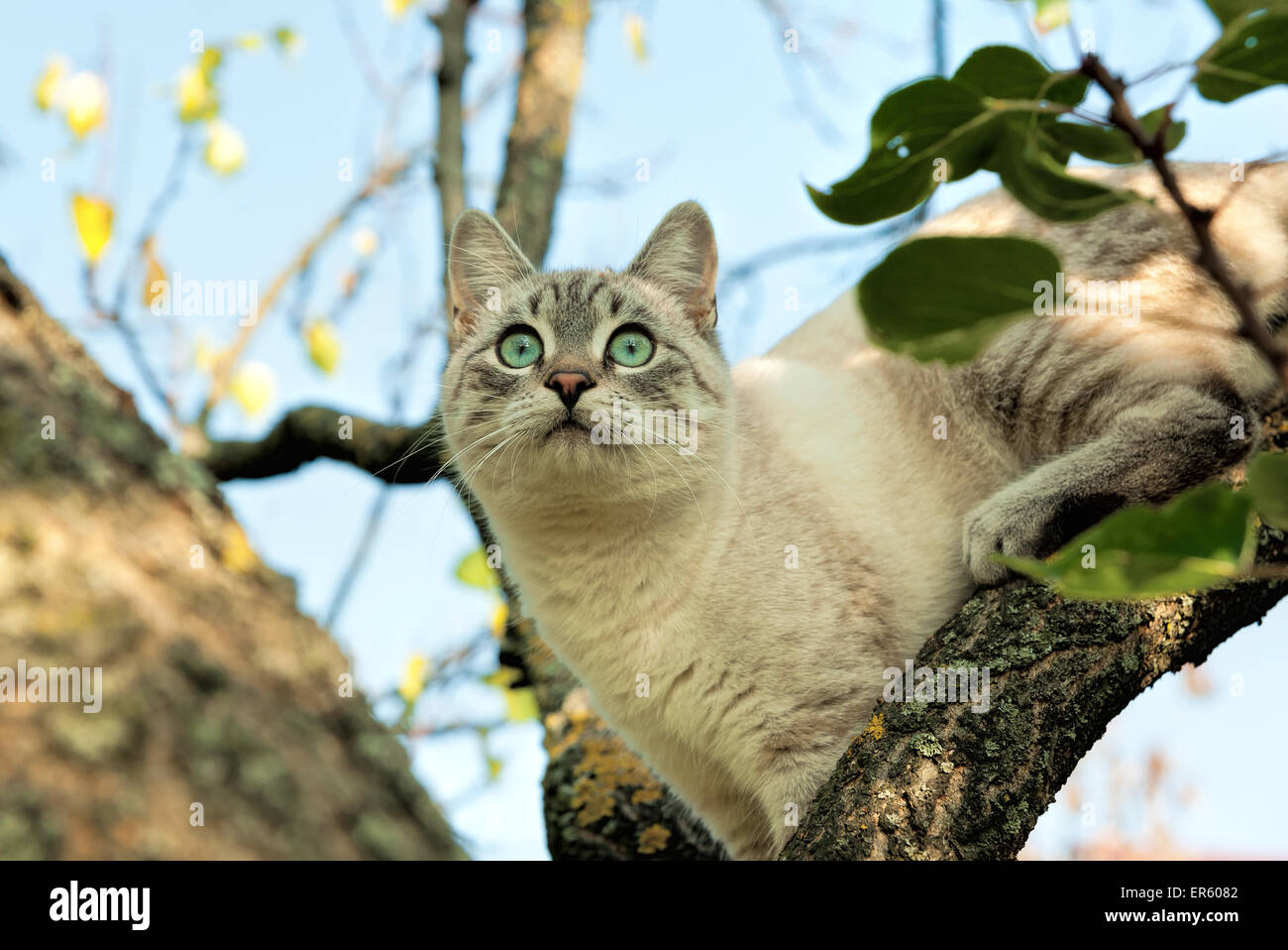 Little white mouse hi-res stock photography and images - Alamy