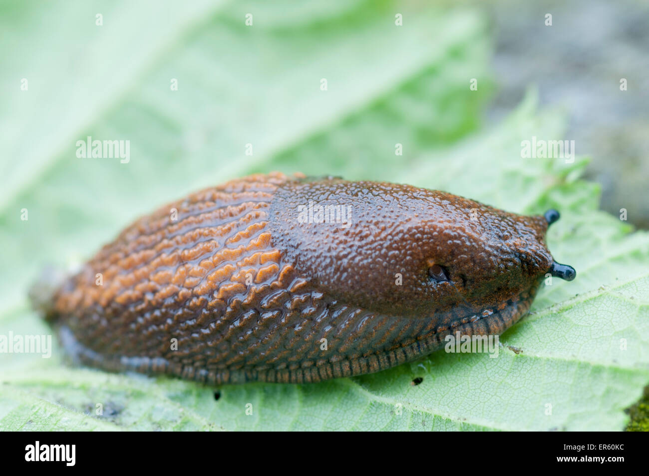 An Arion slug on a leaf Stock Photo - Alamy