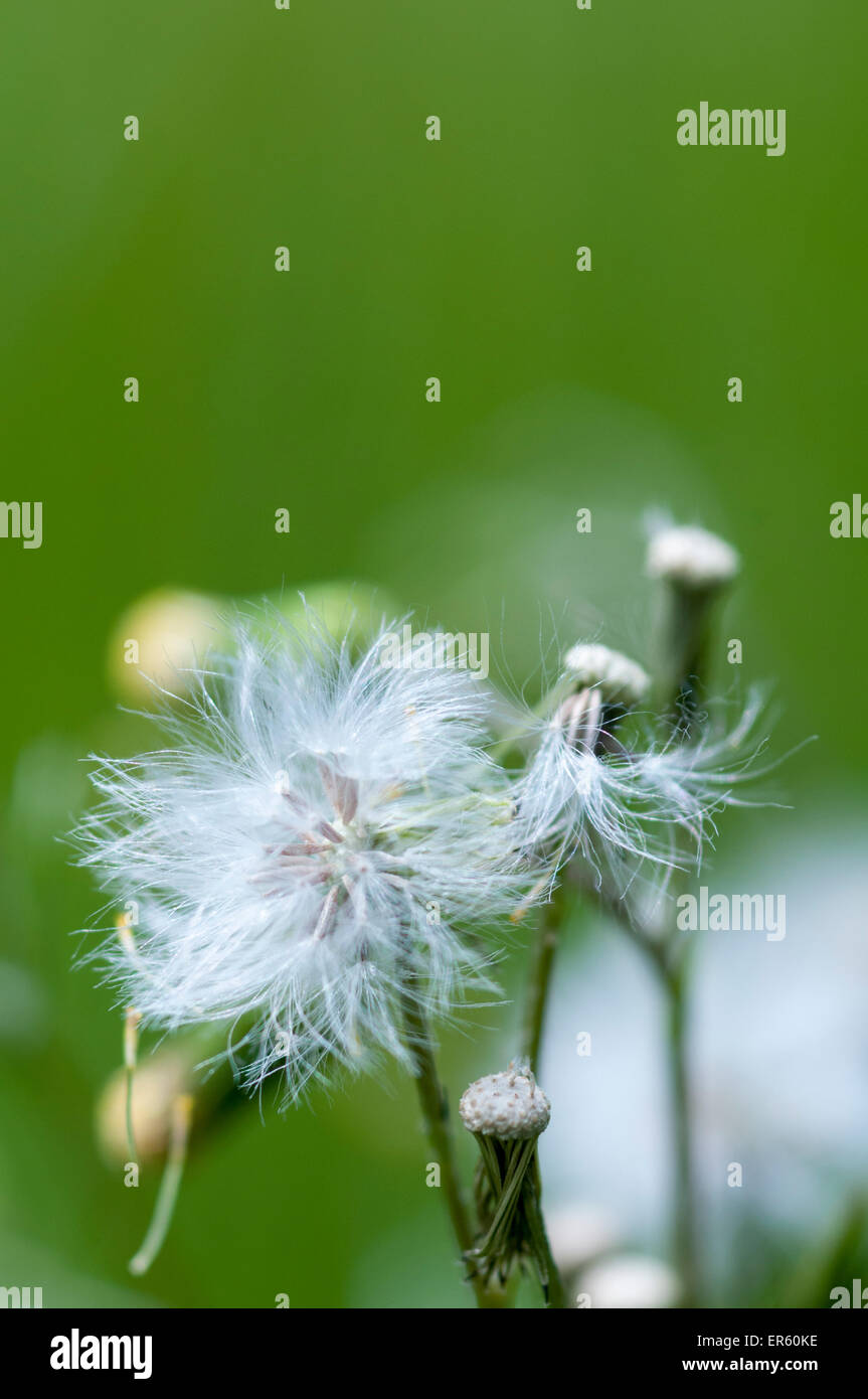 Seed heads of the plant Groundsel Stock Photo - Alamy