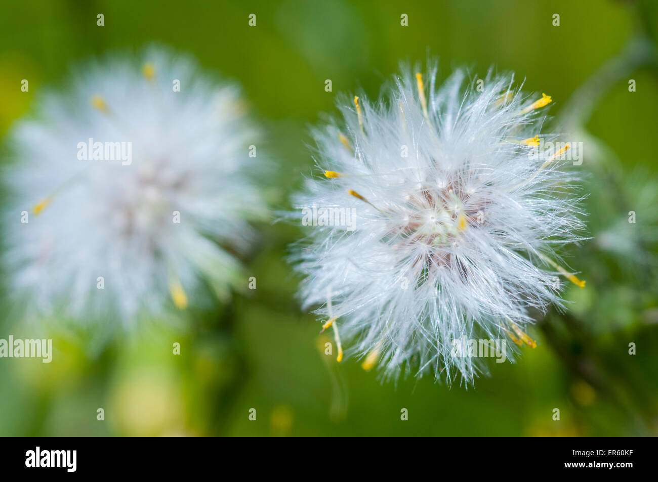 Seed heads of the plant Groundsel Stock Photo - Alamy