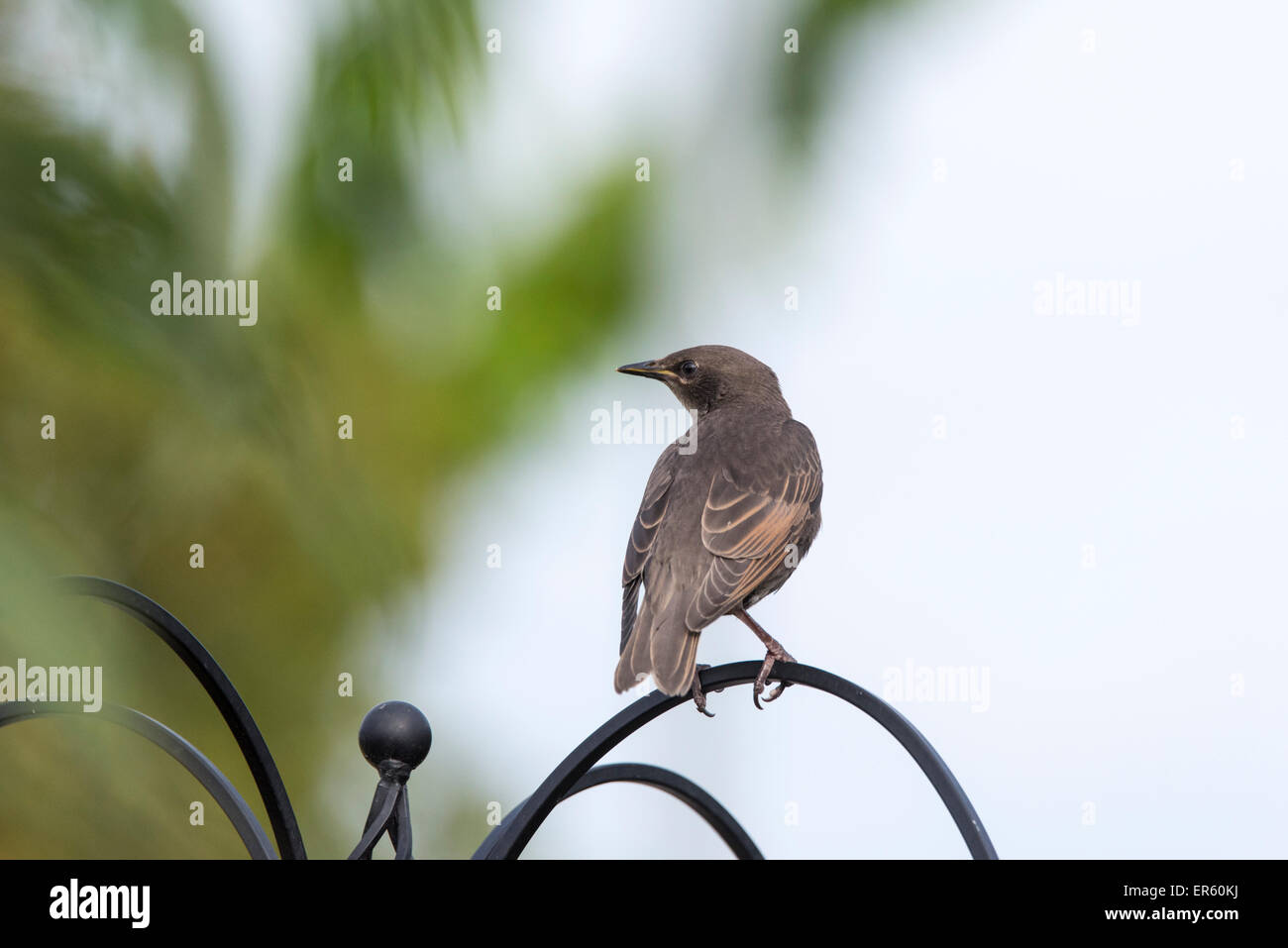 A fledgling Starling perched Stock Photo - Alamy