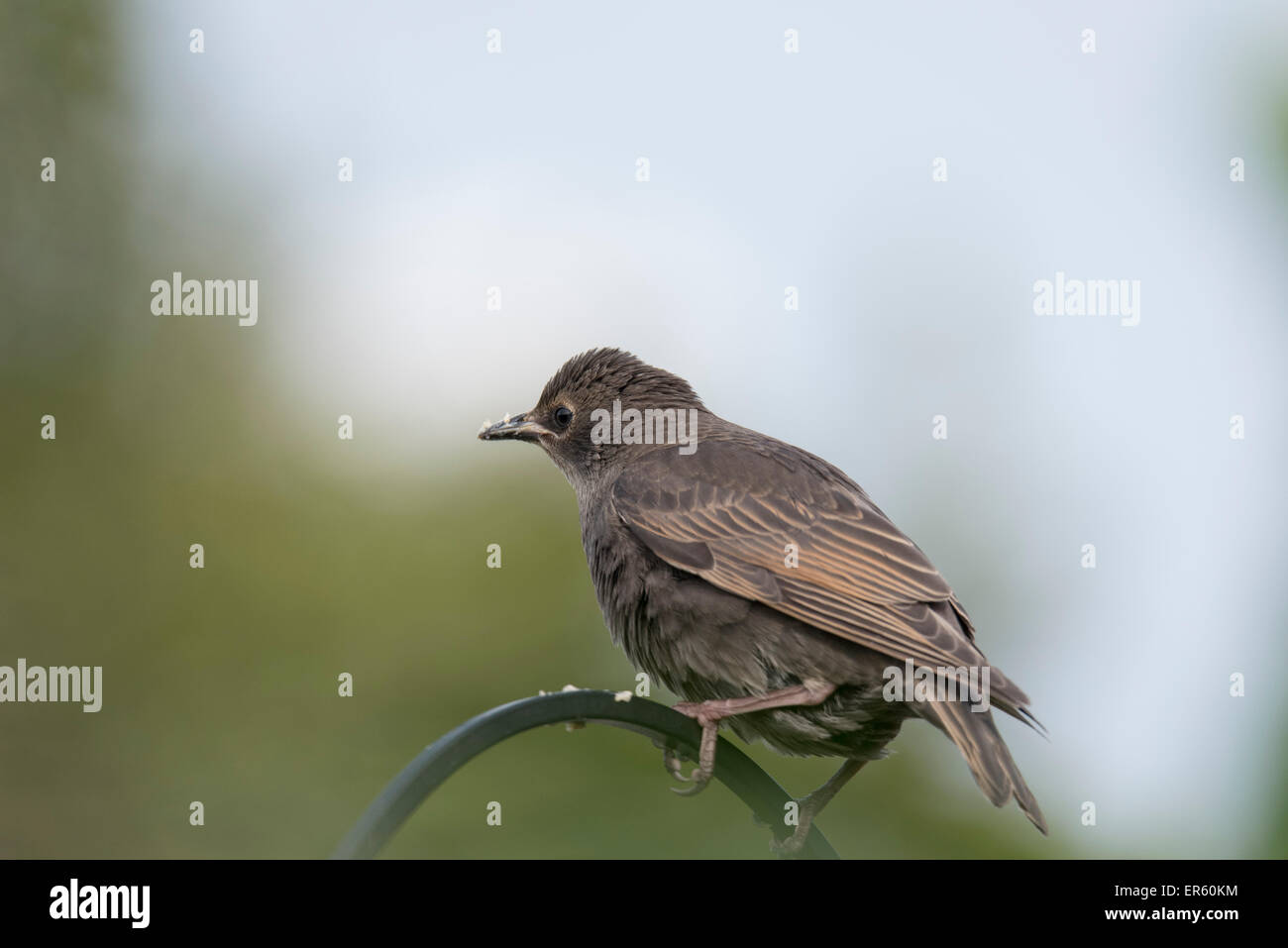 A fledgling Starling perched Stock Photo - Alamy
