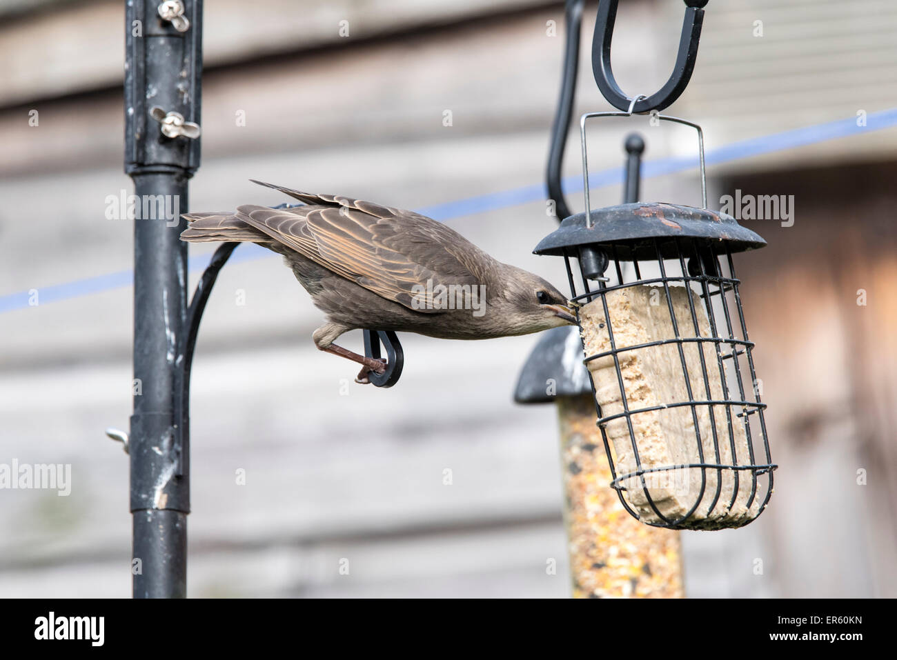A fledgling Starling using a garden feeder Stock Photo - Alamy