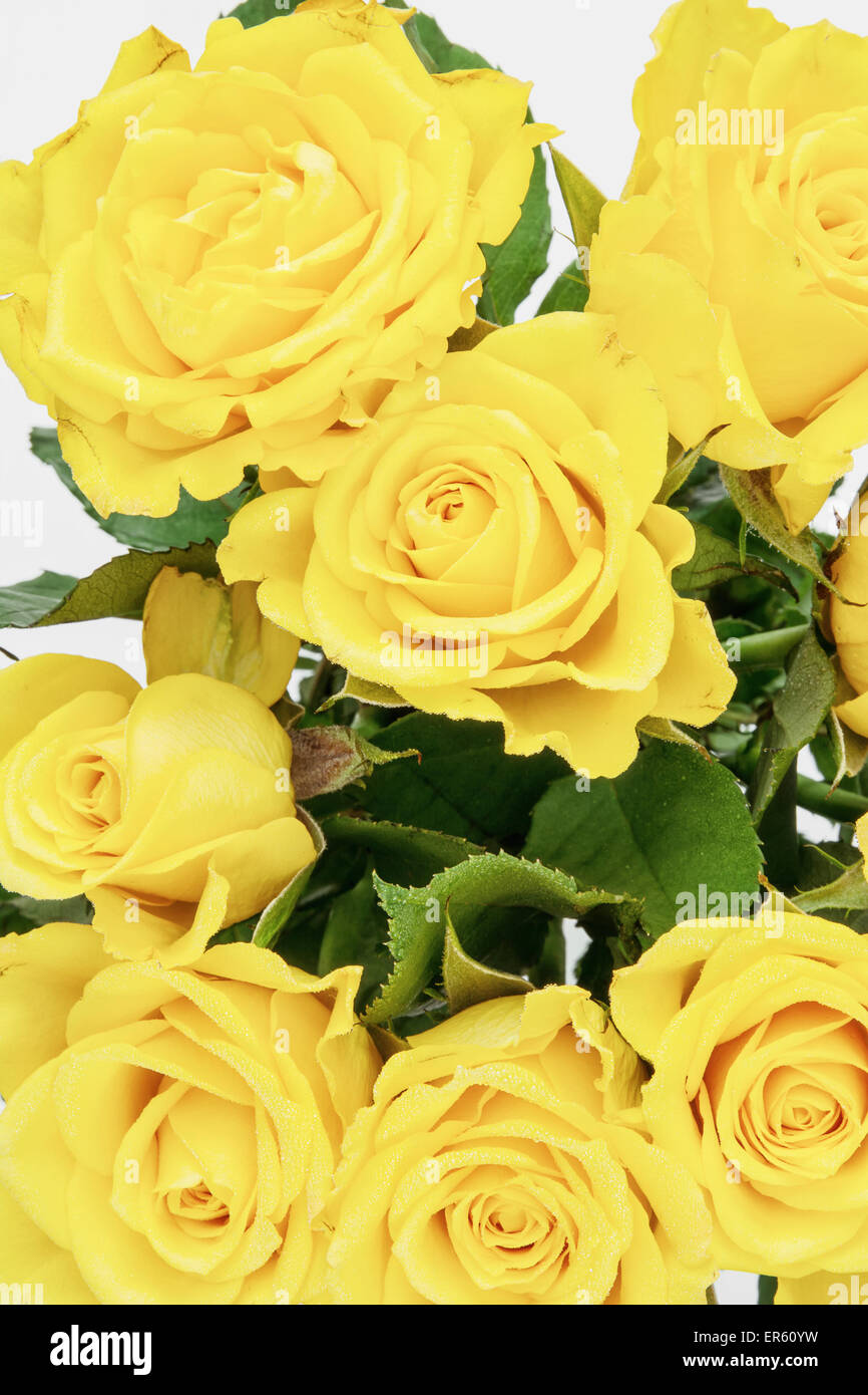 Bouquet of yellow roses. Flowers for the woman Stock Photo - Alamy