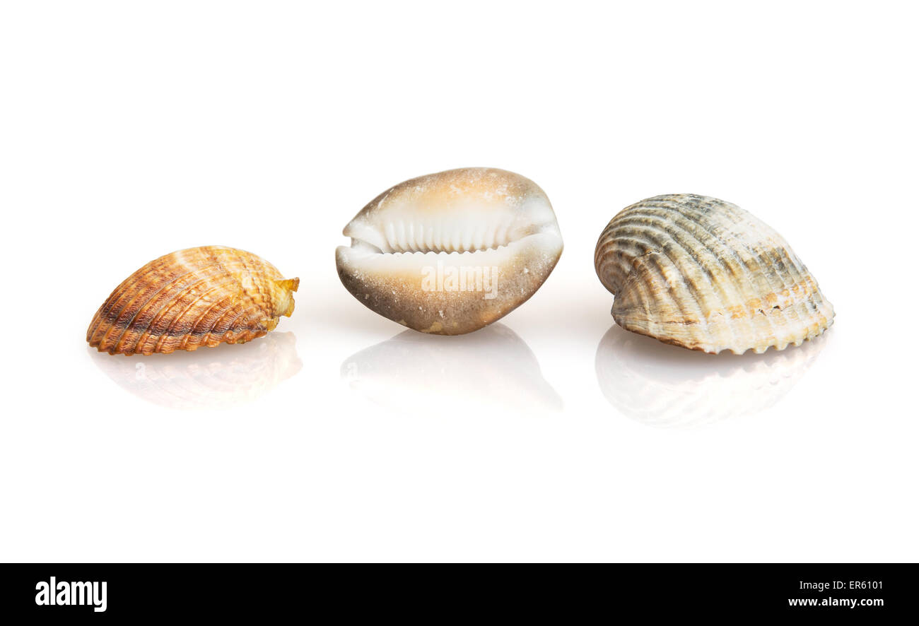 Three beautiful sea shells with reflection on the white background ...