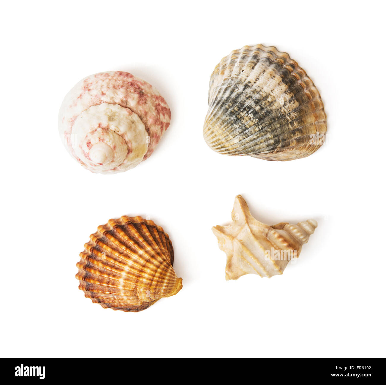 Mix of various sea shells on the white background Stock Photo - Alamy