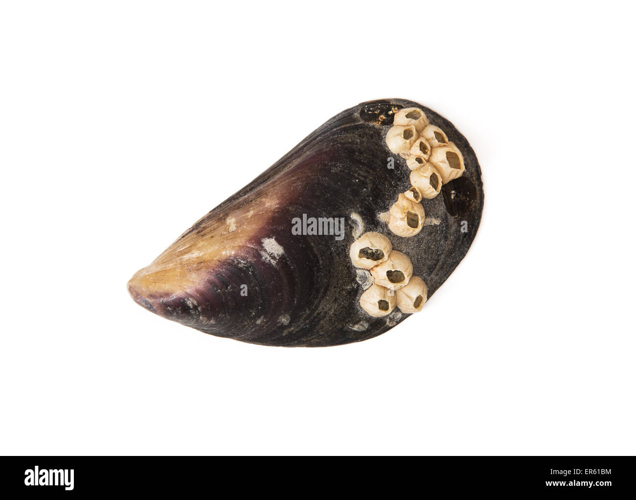 One seashell on the white background. Natural theme Stock Photo - Alamy