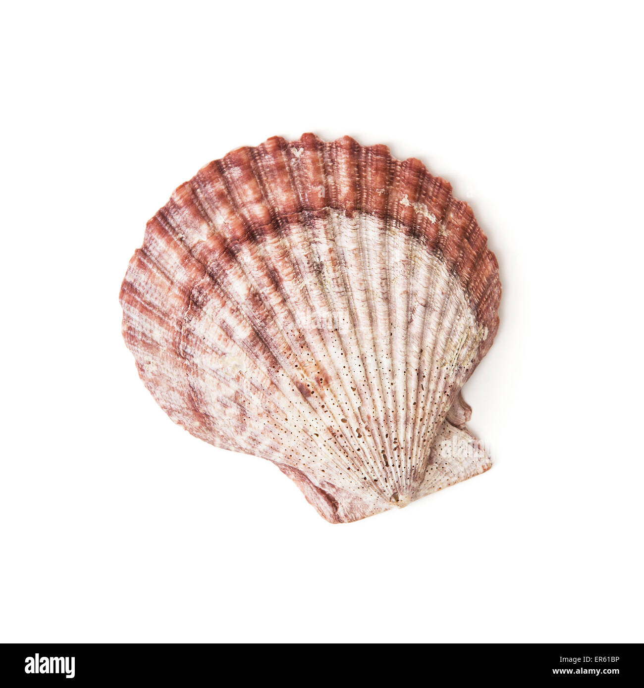 Beautiful seashell on the white background Stock Photo - Alamy