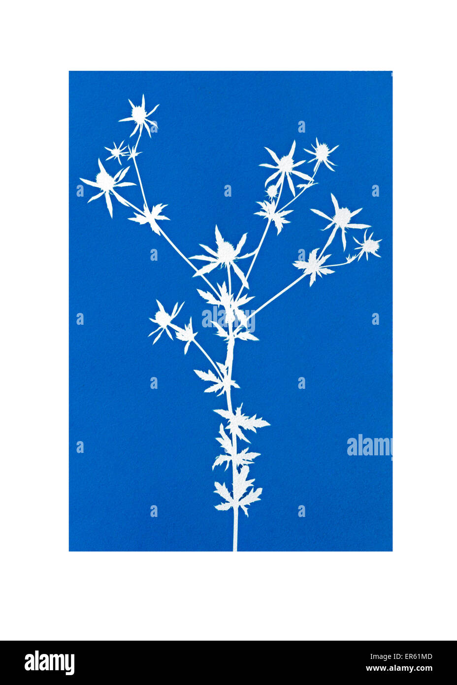 Cyanotype hi-res stock photography and images - Alamy