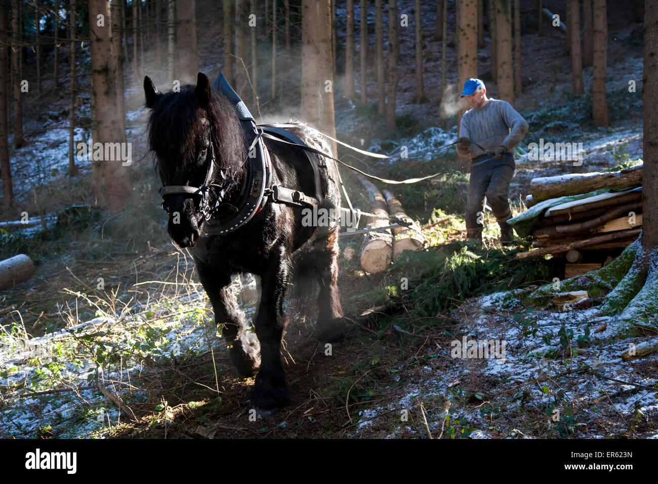 Logging worker hi-res stock photography and images - Alamy