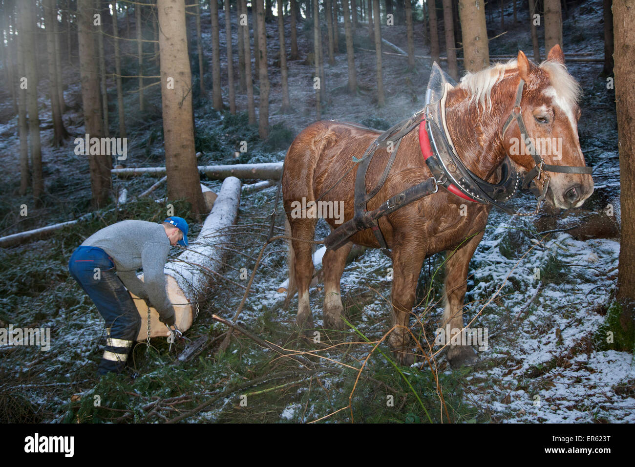 Forest worker and logging horse doing forest work, Volders, Tyrol ...