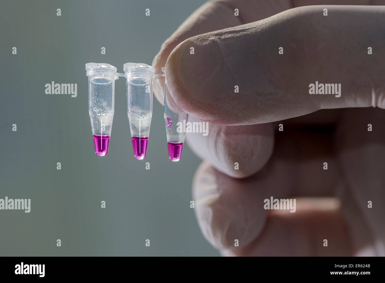 PCR-Single caps for Polymerase Chain Reaction, PCR, held against the ...