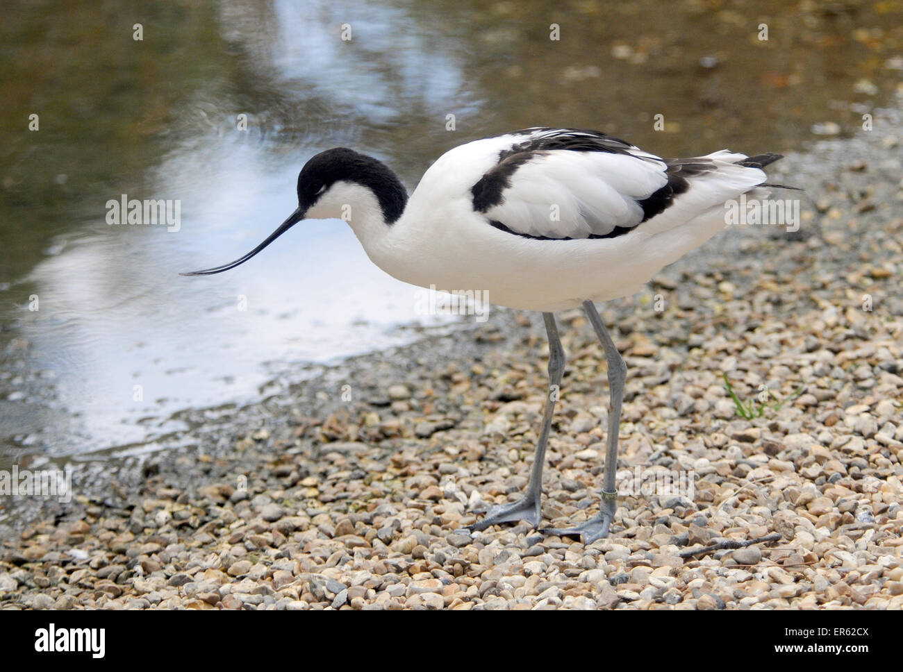 Avocets , Recuvirostra avosetta Stock Photo - Alamy