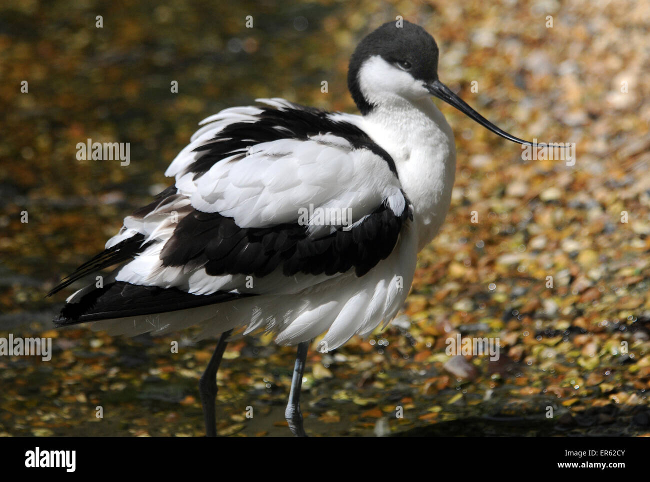 Avocets , Recuvirostra avosetta Stock Photo - Alamy