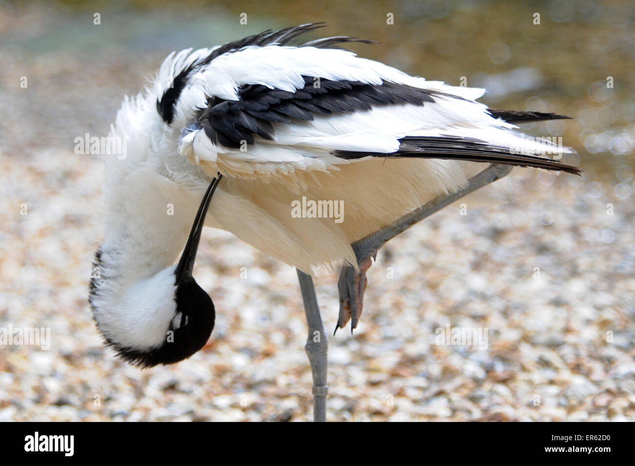 Avocets , Recuvirostra avosetta Stock Photo - Alamy