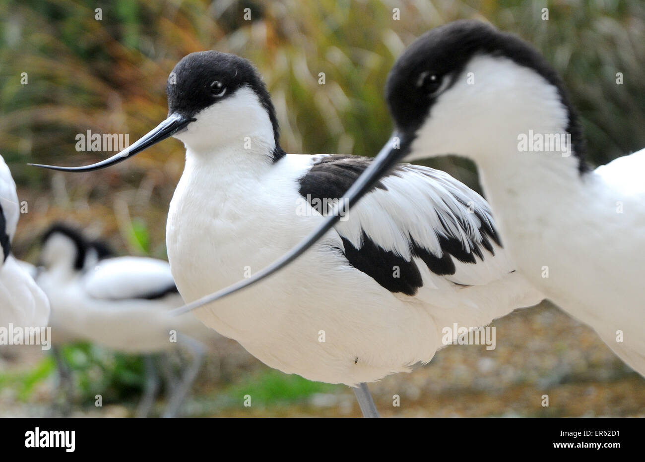 Avocets , Recuvirostra avosetta Pic Mike Walker, Mike Walker Pictures ...