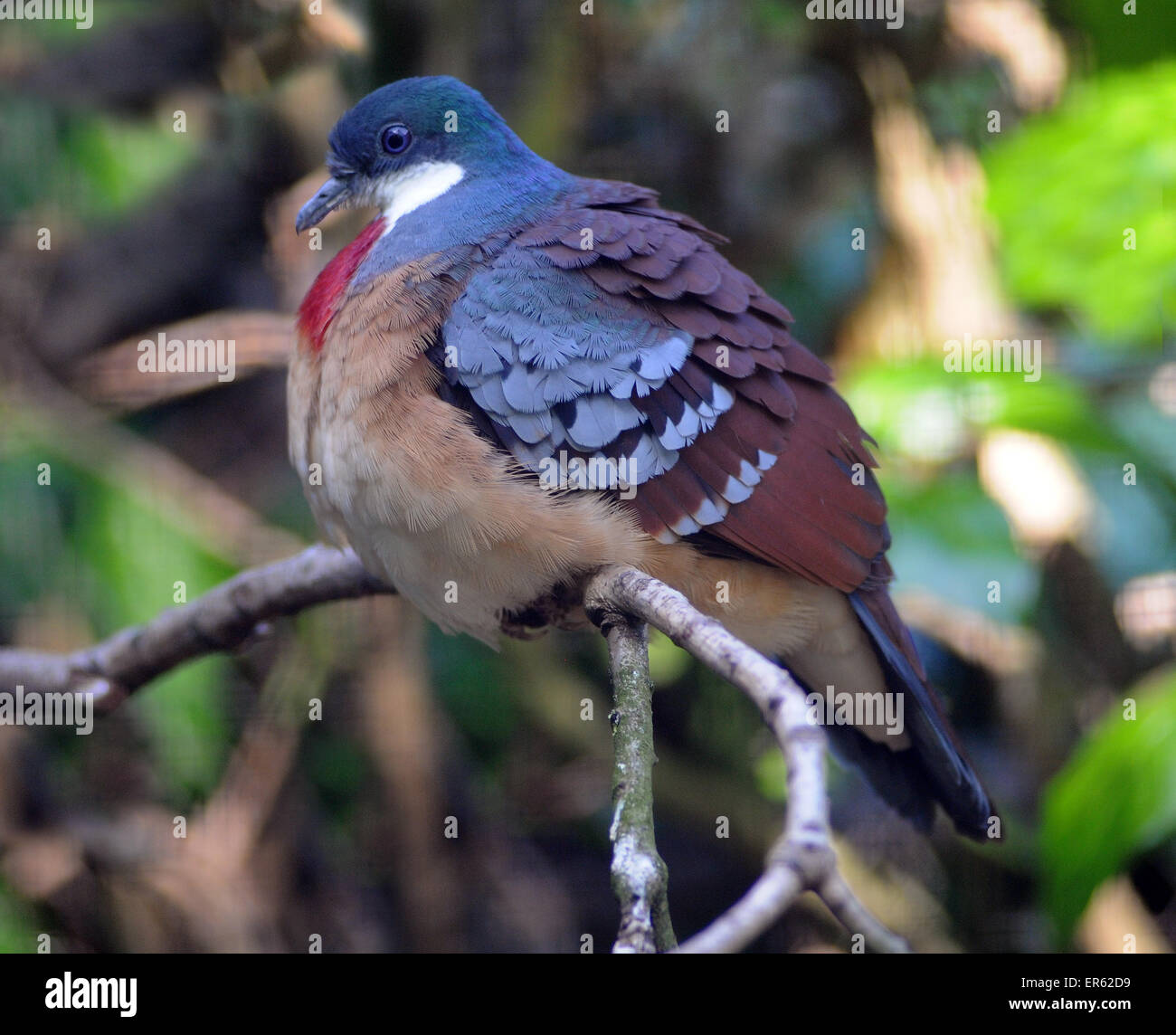 Gallicolumba crinige hi-res stock photography and images - Alamy